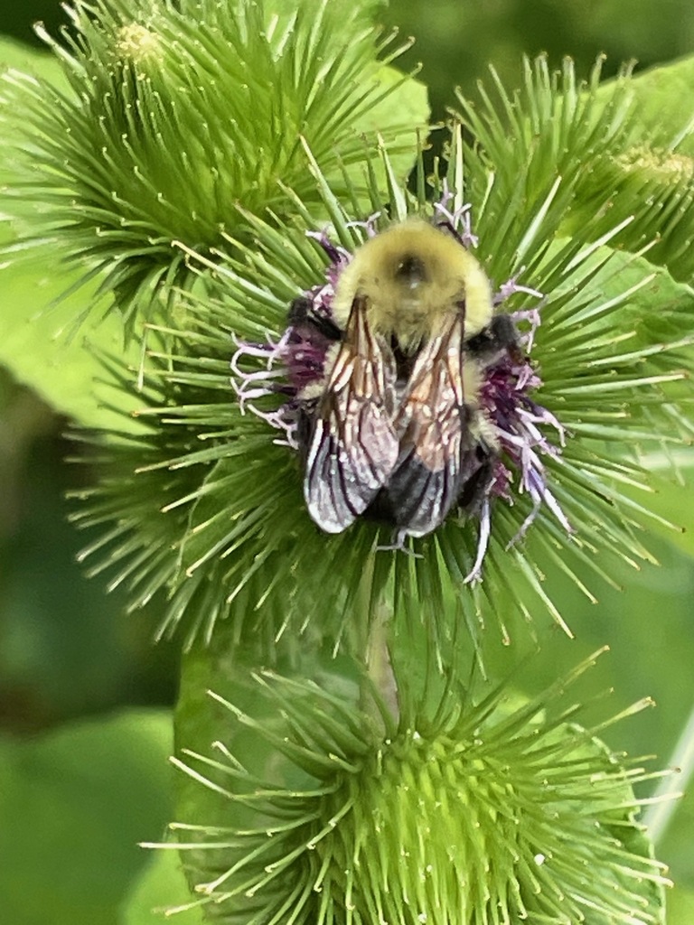 Two-spotted Bumble Bee from Duxbury, VT, USA on August 2, 2023 at 11:46 ...