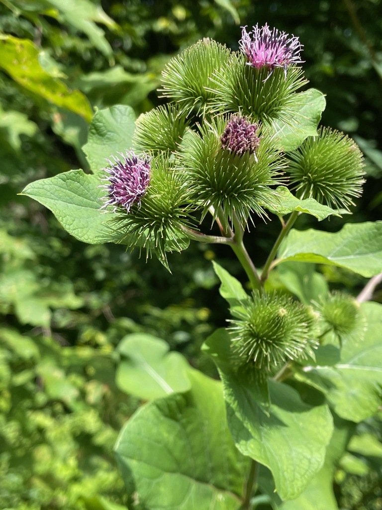 burdocks from Duxbury, VT, USA on August 2, 2023 at 11:46 AM by Tom ...