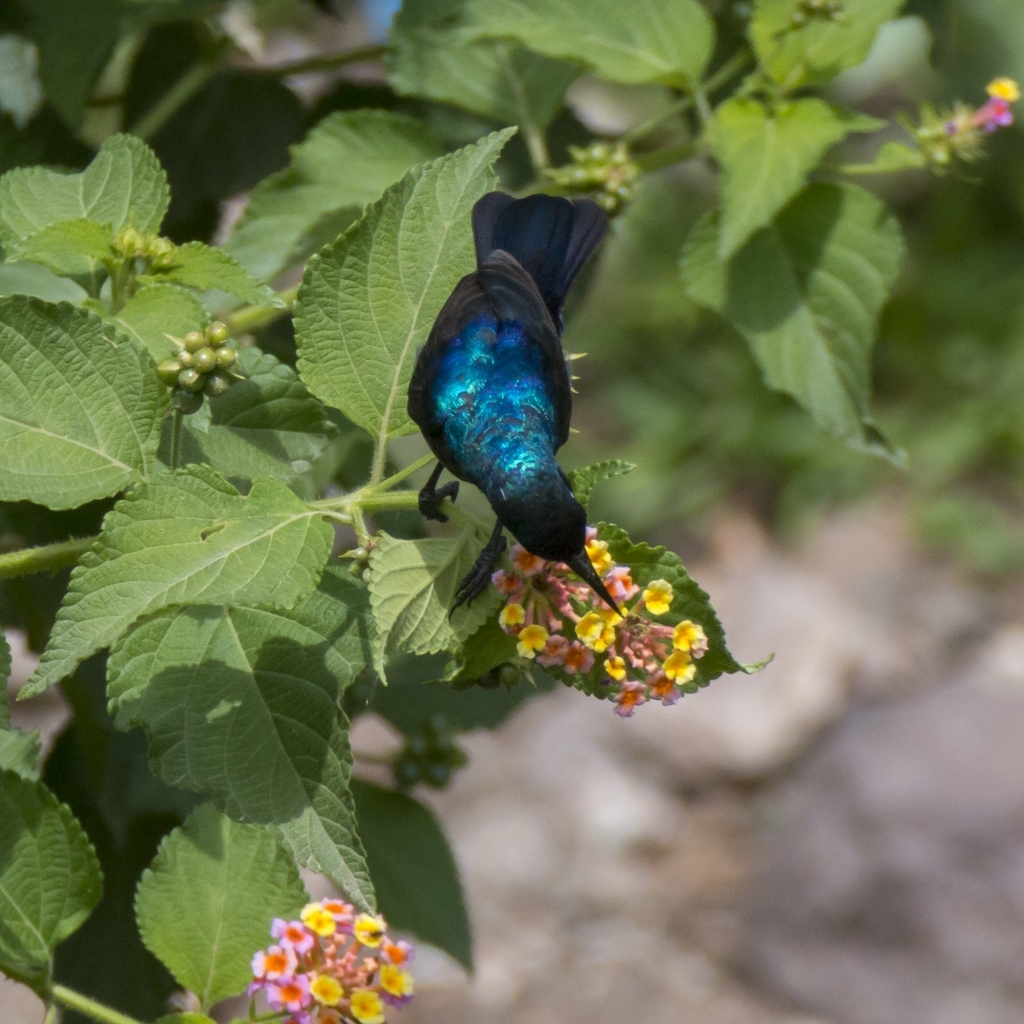 Palestine Sunbird from R5RG+PV، السيــــاني، Yemen on July 8, 2020 at ...