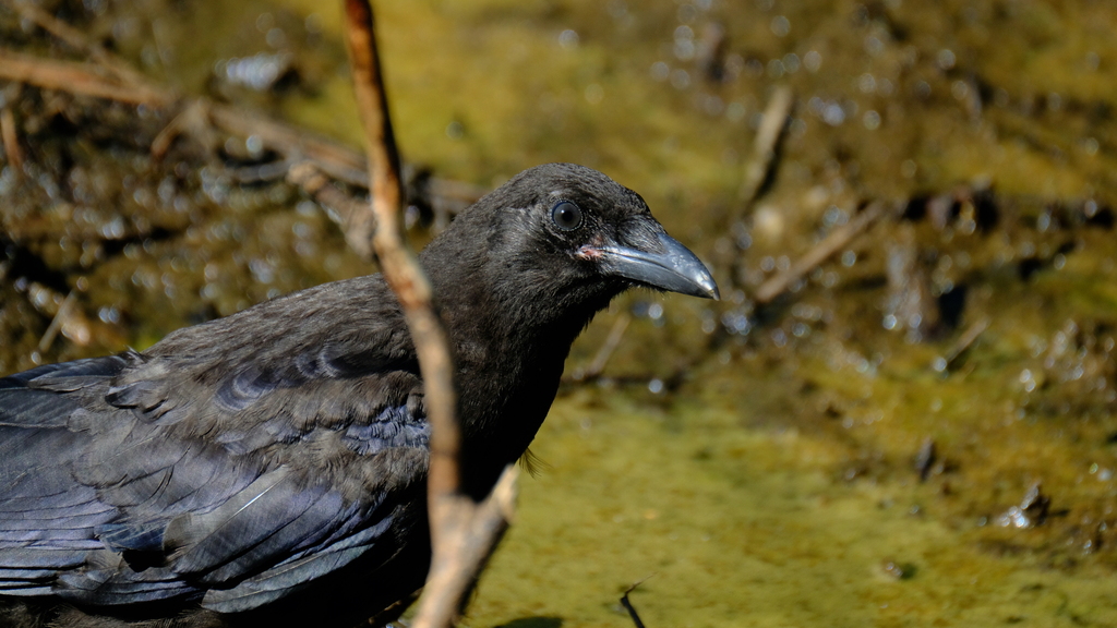 American Crow from Vancouver, BC, Canada on August 4, 2023 at 04:48 PM ...
