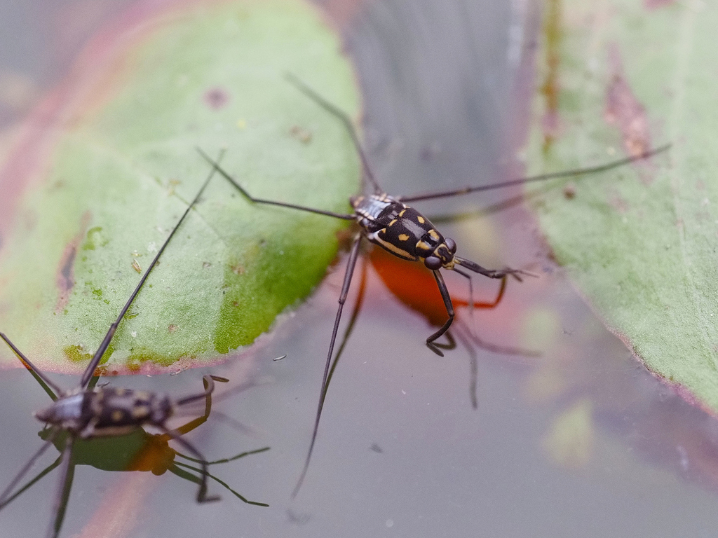 Trepobates subnitidus from Kings, New York, United States on June 25 ...