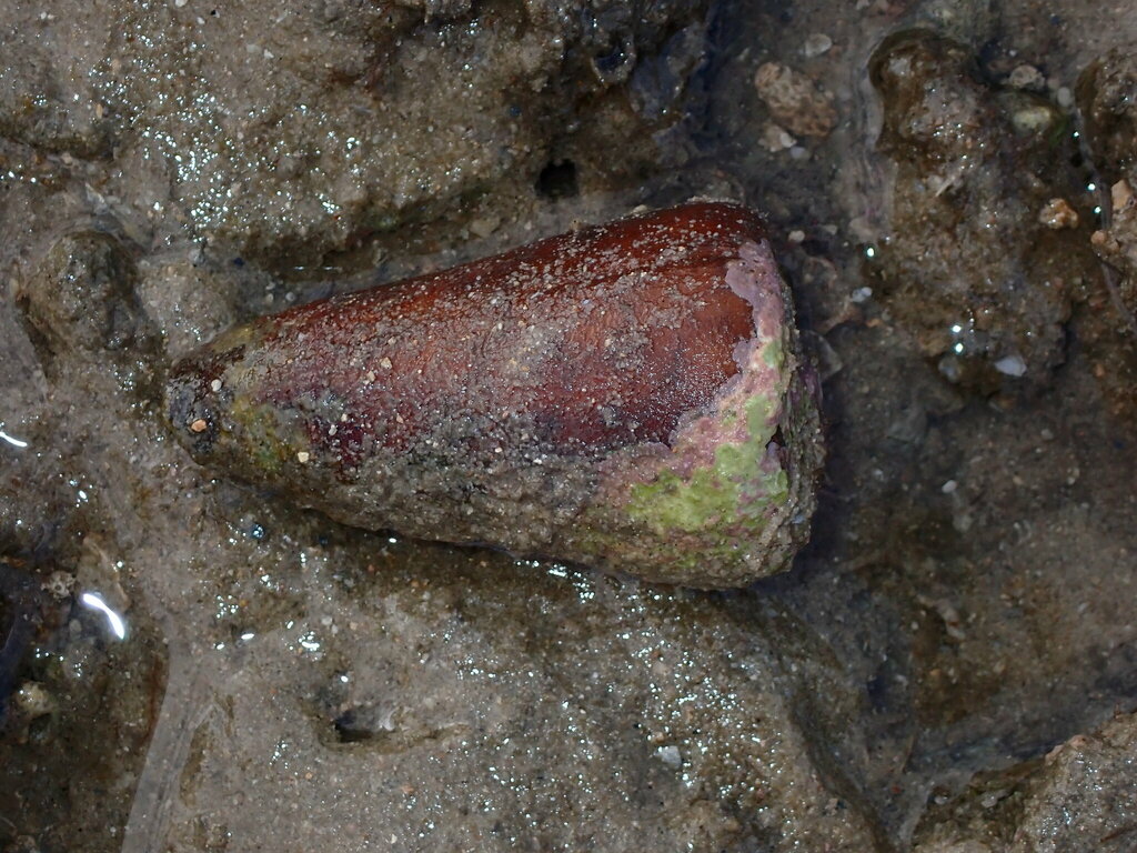 Yellow-Tinged Cone from Redland, QLD, Australia on August 2, 2023 at 03 ...