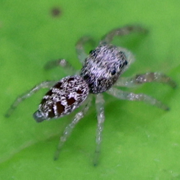 Dendryphantina from Shepard Settlement, Onondaga County, NY, USA on ...
