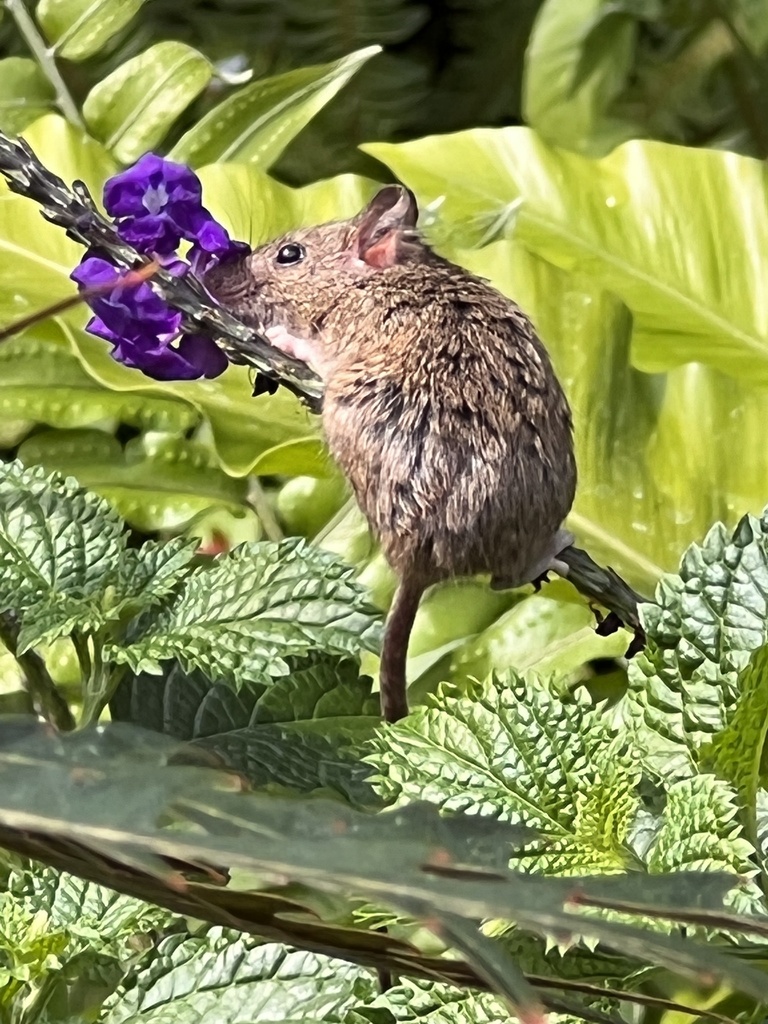 House Mouse from Bloedel Conservatory, Vancouver, BC, CA on August 5 ...