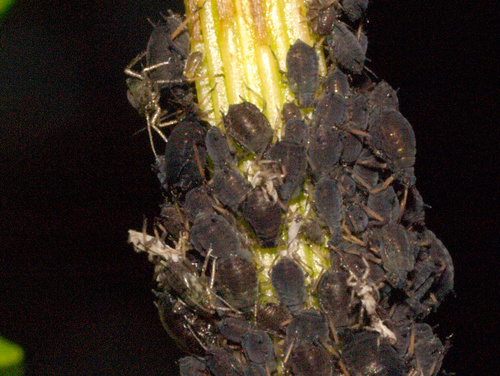 Pulgon negro de las habas y judias (Aphis fabae)