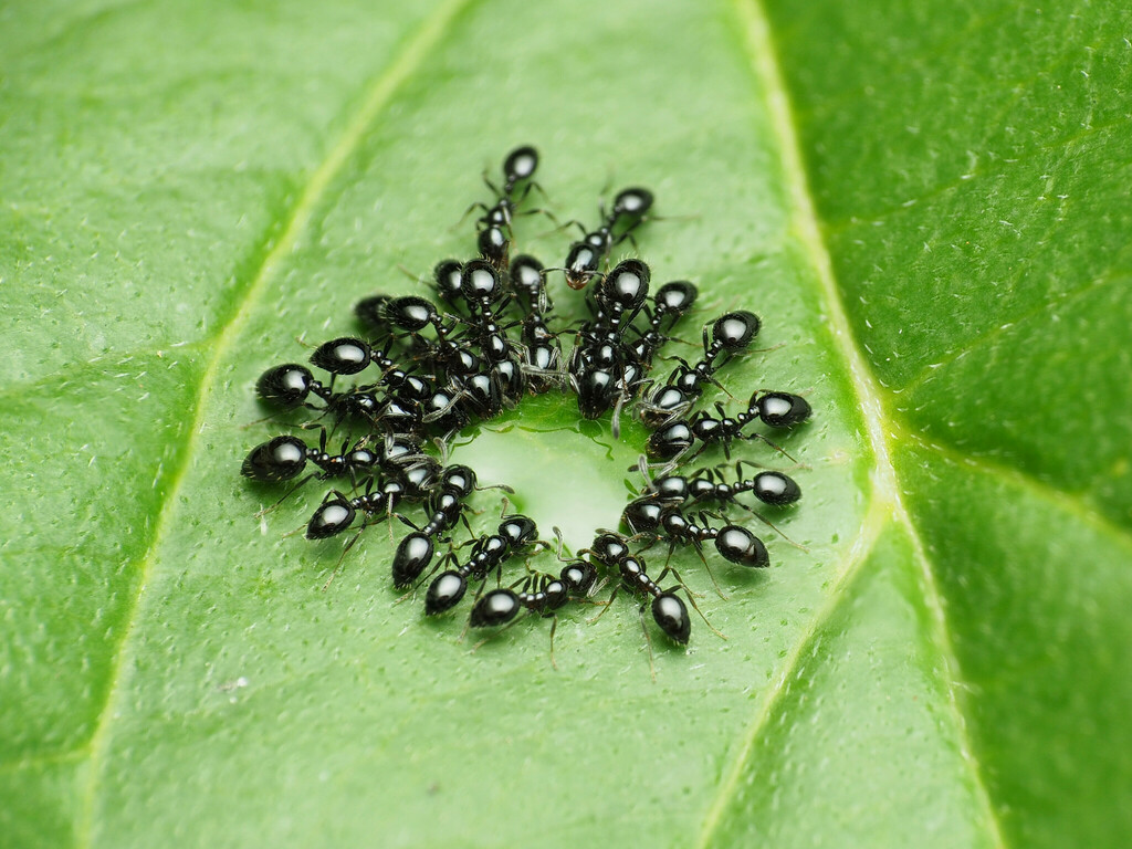 Monomorium minimum from Takoma Park, MD, USA on July 31, 2023 at 07:40 ...