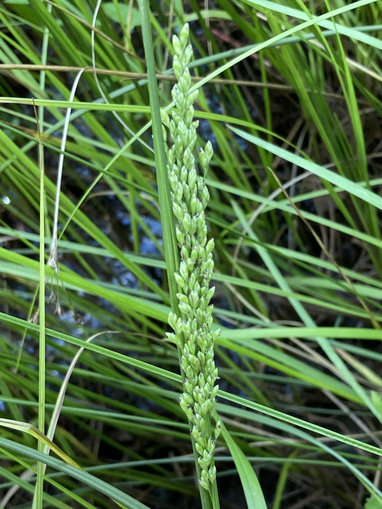 Blunt Mannagrass in August 2023 by er-birds · iNaturalist