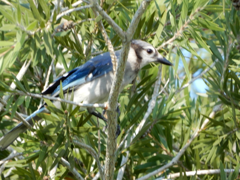 Blue Jay in August 2023 by Lyndsey. "Maul" Jay as it's been dubbed ...