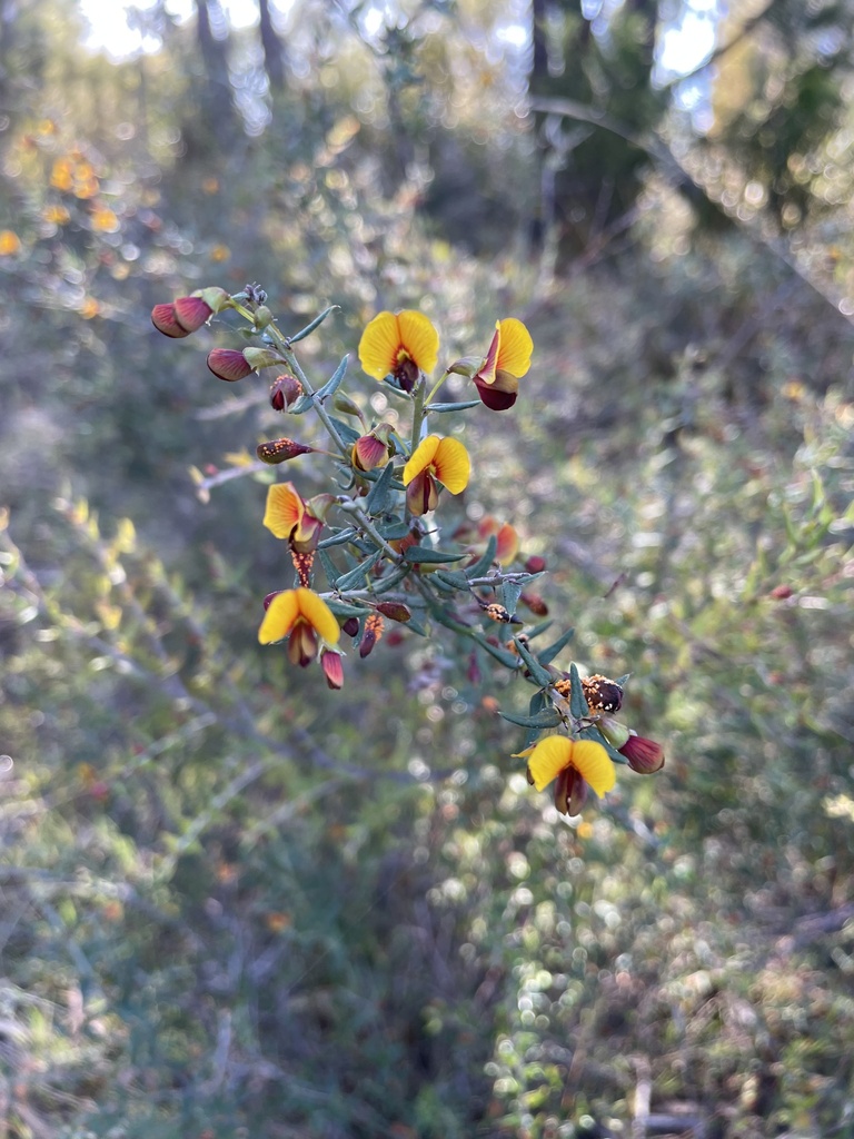 Showy Bossiaea from Tasmania, Campania, TAS, AU on August 8, 2023 at 11 ...