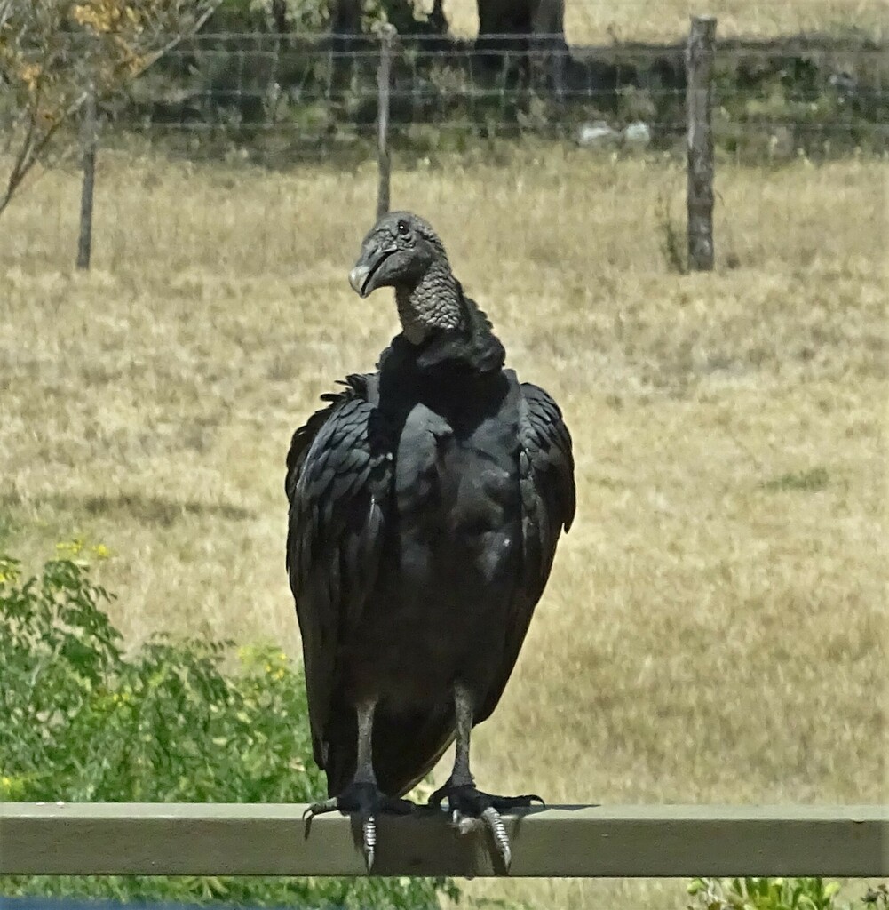 Black Vulture from Comal County, TX, USA on August 7, 2023 at 01:39 PM ...