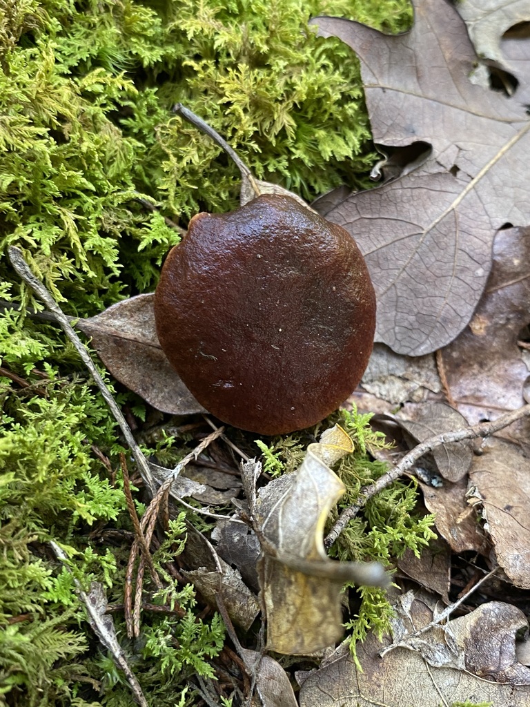 Slippery Jacks in August 2023 by jim · iNaturalist