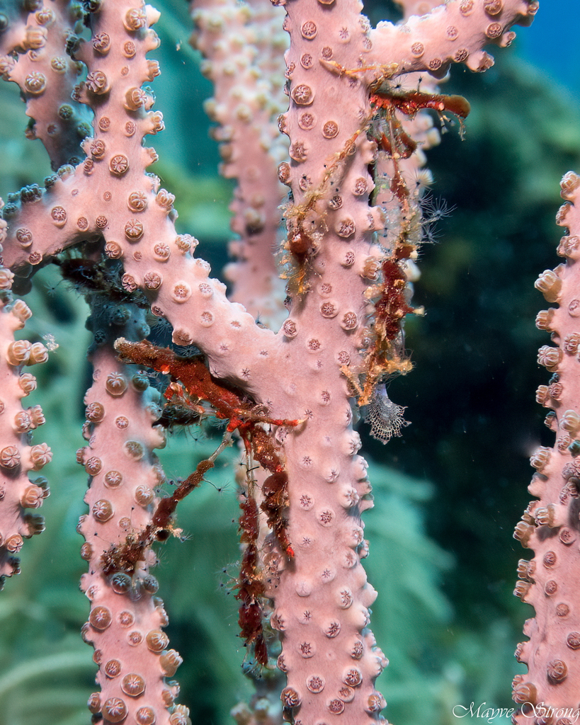 shortfinger neck crab from Municipality of Roatan, French Cay, Honduras ...