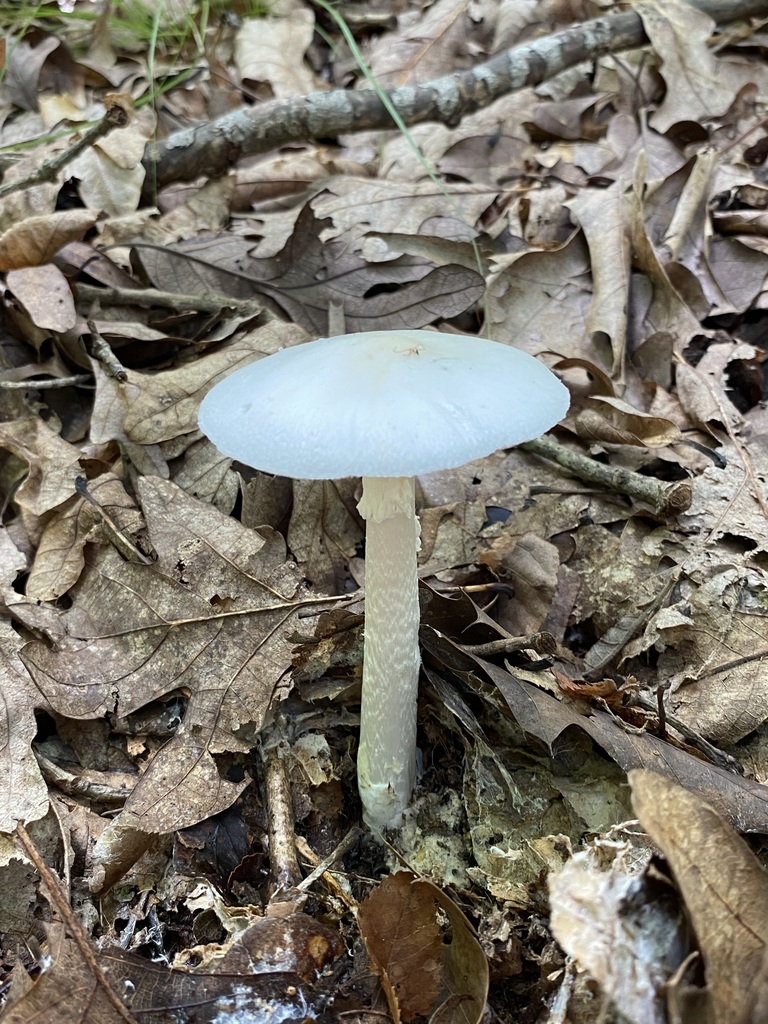 Eastern North American Destroying Angel in August 2023 by Jim Oehmke ...