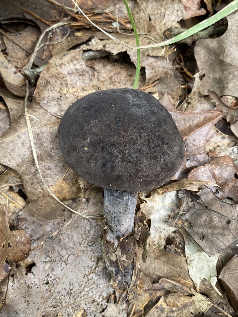 Black Velvet Bolete in August 2023 by Jim Oehmke · iNaturalist