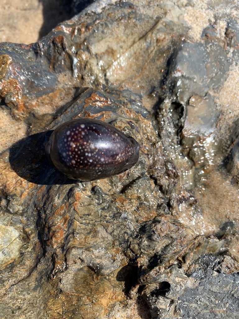 Snakehead Cowrie from Bongil Bongil National Park, Bundagen, NSW, AU on ...
