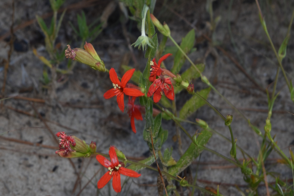 Scarlet Catchfly from Hardin County, TX, USA on August 6, 2023 at 06:39 ...