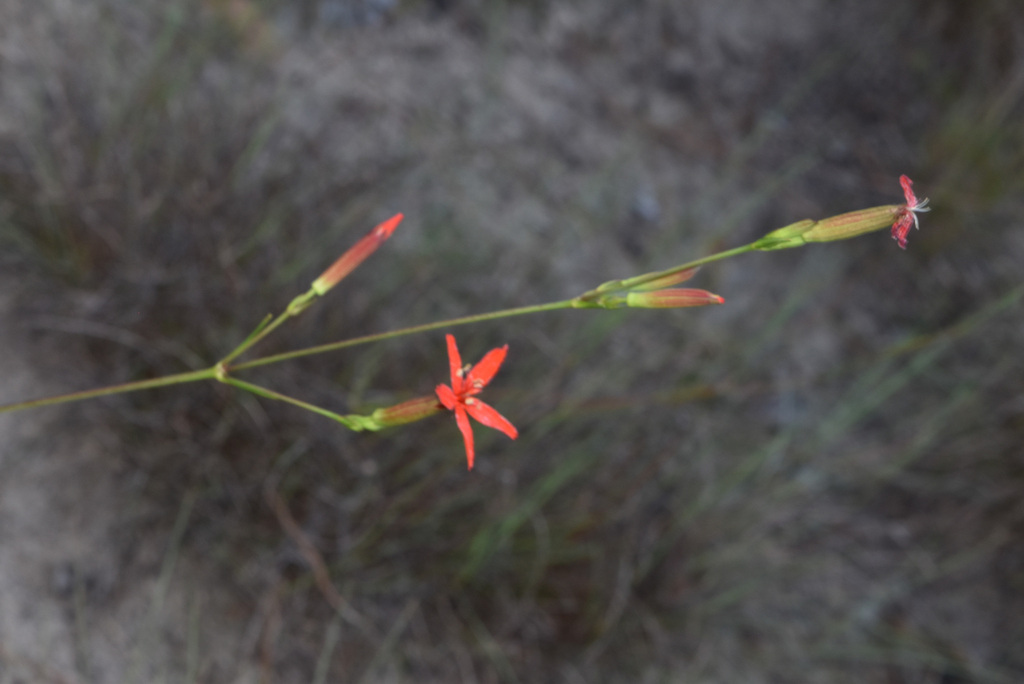 Scarlet Catchfly from Hardin County, TX, USA on August 6, 2023 at 06:40 ...
