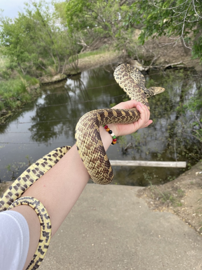 Gopher Snake from 390th Ave, Walker, KS, US on May 25, 2023 at 05:36 PM ...