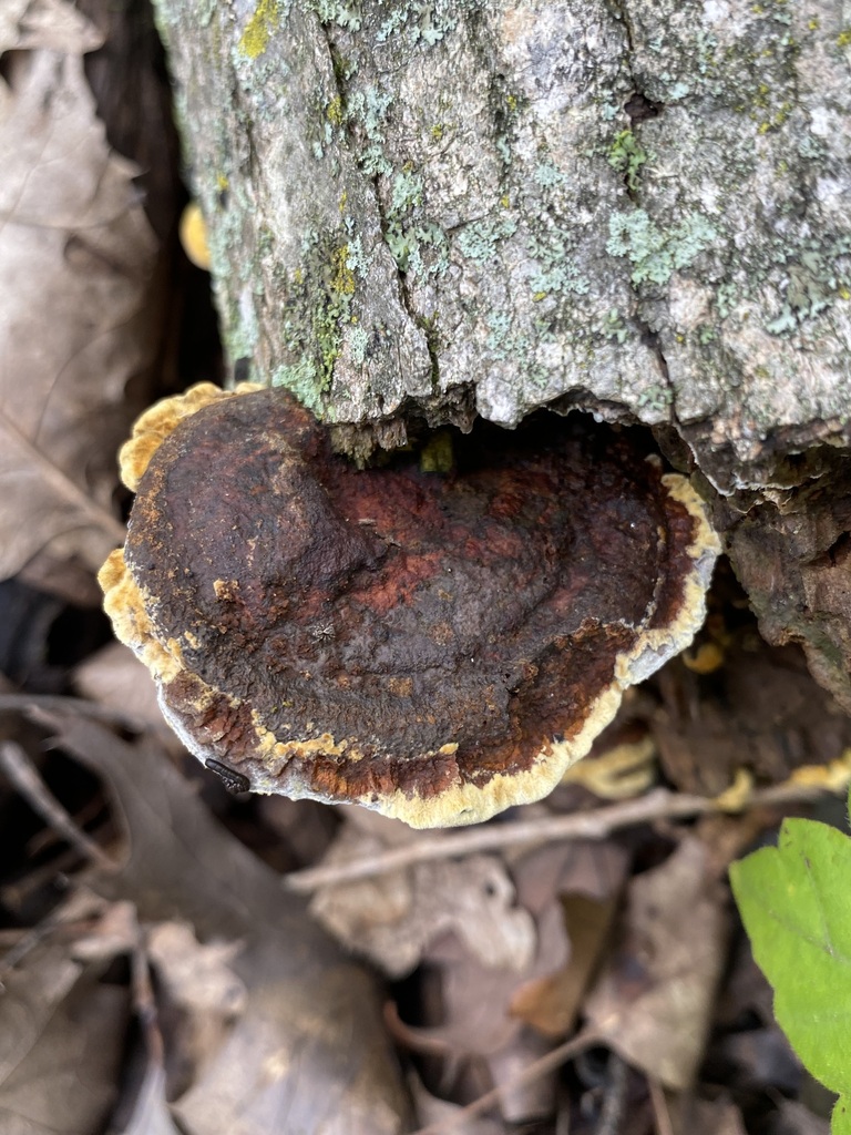Mustard Yellow Polypore in August 2023 by Jim Oehmke · iNaturalist