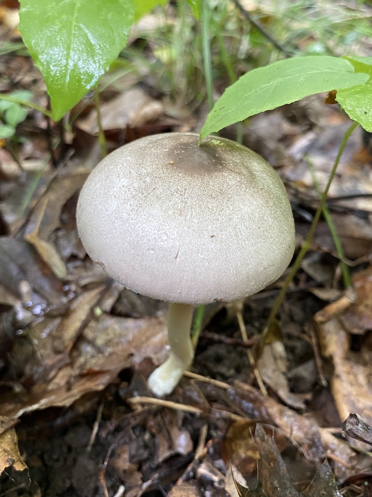 inky mushroom in August 2023 by Jim Oehmke. Stains yellow. · iNaturalist