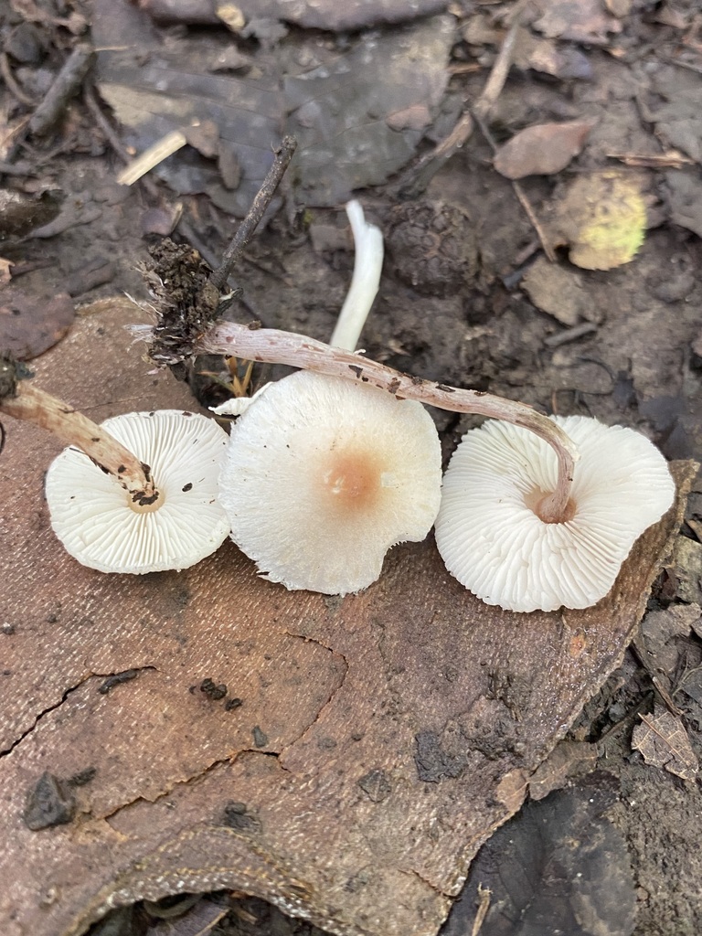 Stinking Dapperling in August 2023 by jim · iNaturalist