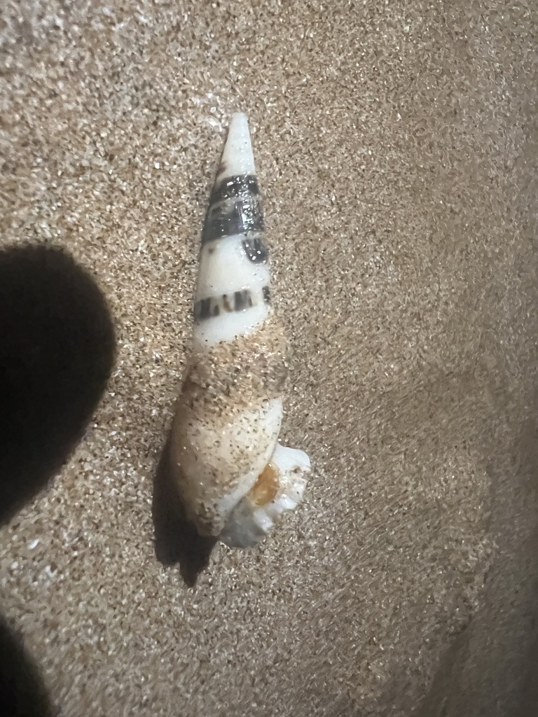 Hastula hectica from North Pacific Ocean, Kihei, HI, US on August 6 ...