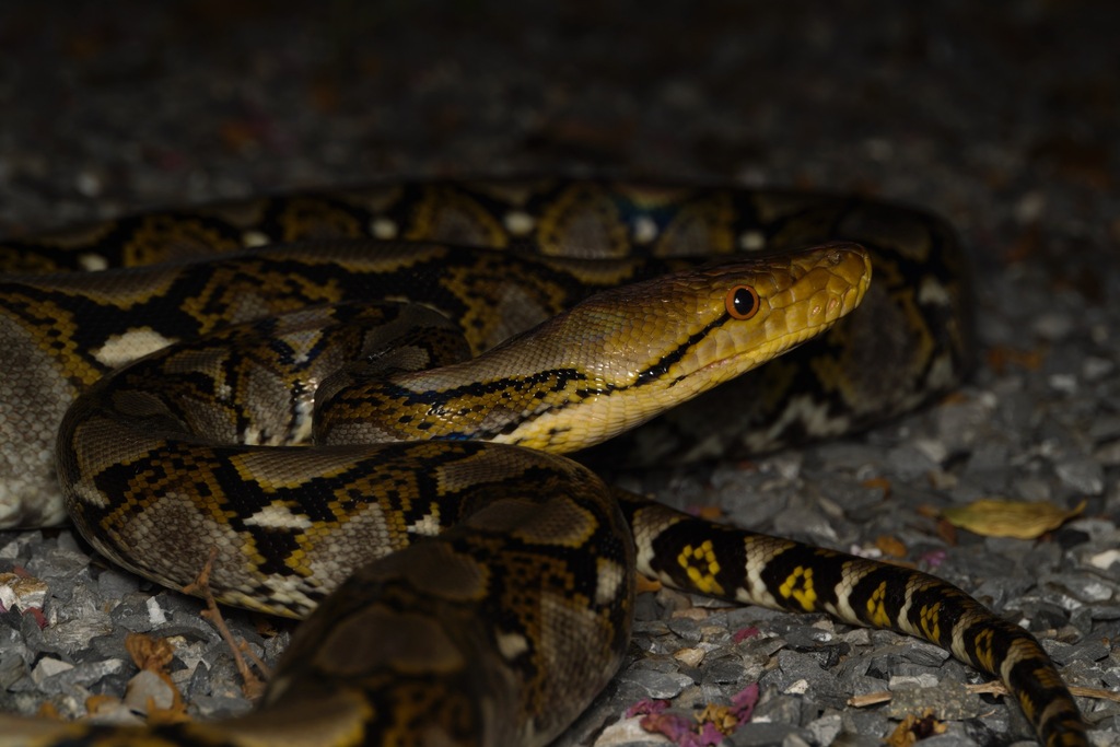 Reticulated Python from 50 Thanon Ngam Wong Wan, Khwaeng Lat Yao, Khet ...