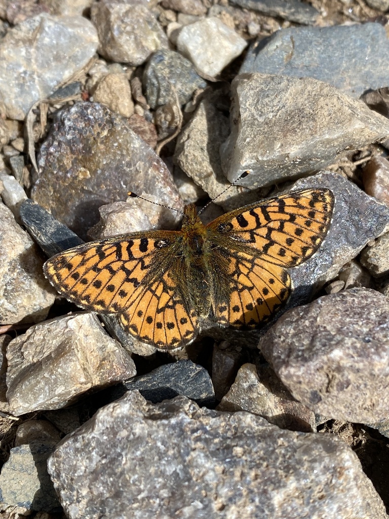 Arctic Fritillary from San Juan County, US-CO, US on August 2, 2023 at ...