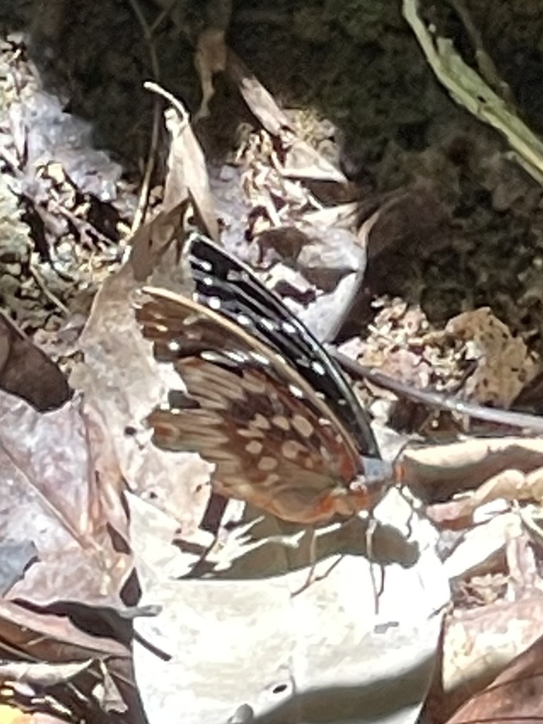 Lexias satrapes from Bunawan, PH-AS, PH on August 19, 2022 at 10:50 AM ...