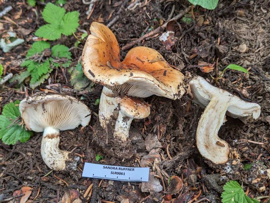 Pholiota avellaneifolia from Ashford, WA 98304, USA on August 7, 2023 ...