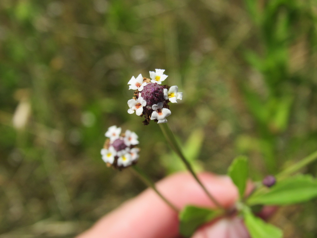 turkey tangle frogfruit from Baird, TX, US on June 8, 2019 at 04:21 AM ...