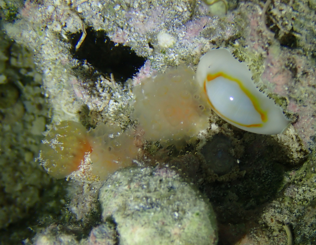Gold Ring Cowry from Lau, Fiji on July 28, 2023 at 11:53 AM by Debra ...