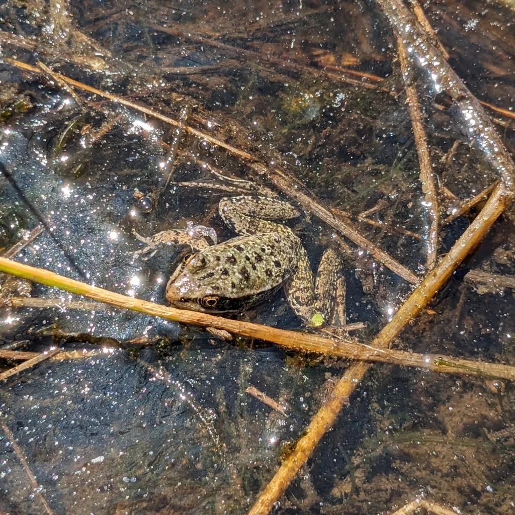 California Red-legged Frog in August 2023 by joshbeas · iNaturalist
