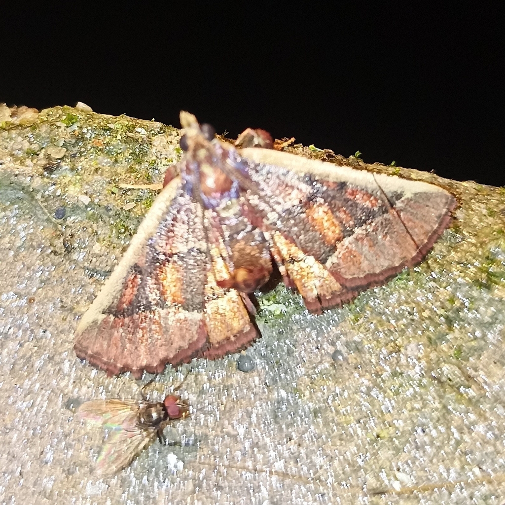 Zitha torridalis from 36JQ+XMJ, Munsyari, Uttarakhand 262554, India on ...