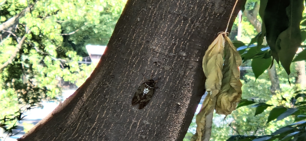 Large Brown Cicada from Kabukicho, Shinjuku City, Tokyo 160-0021, Japan ...