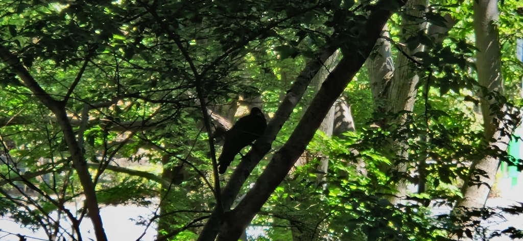 Japanese Crow from Shibakoen, Minato City, Tokyo 105-0011, Japan on ...