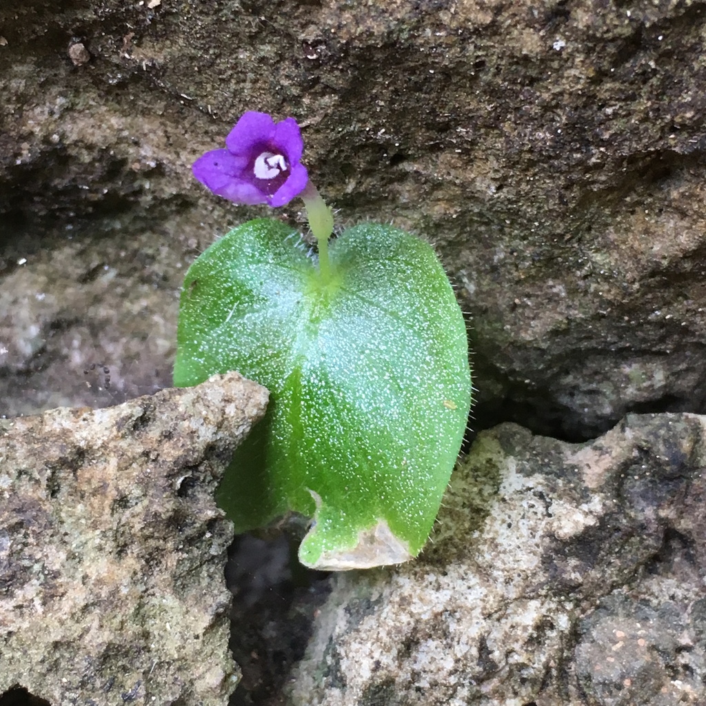 Microchirita from 81000, Amphoe Mueang Krabi, Krabi, TH on January 30 ...