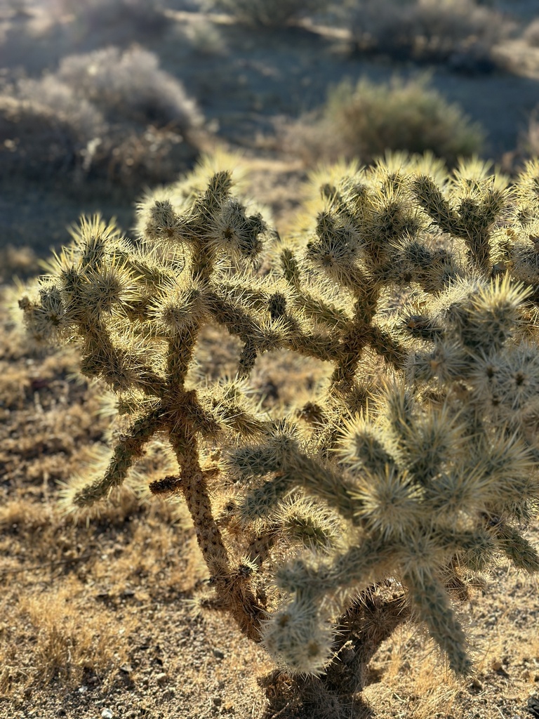 Silver Cholla from Ridgecrest, CA, US on August 4, 2023 at 07:12 PM by ...