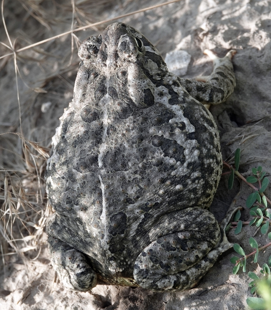 Woodhouse's Toad from Sioux County, NE, USA on August 6, 2023 at 04:58 ...