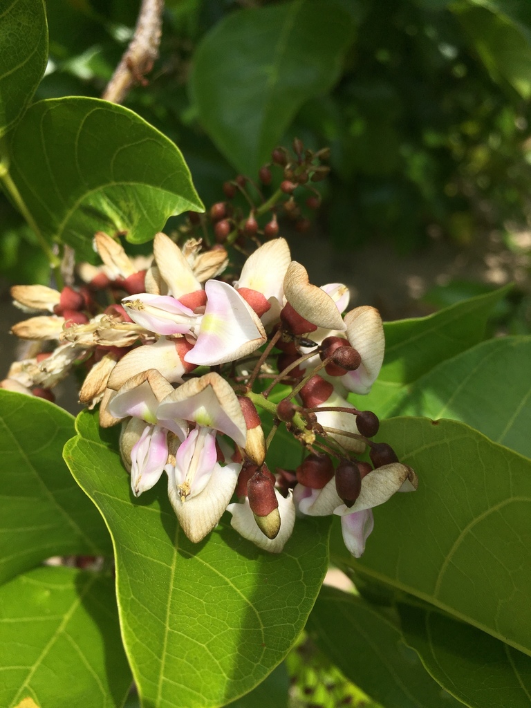 Indian beech tree from 81000, Amphoe Mueang Krabi, Krabi, TH on January ...