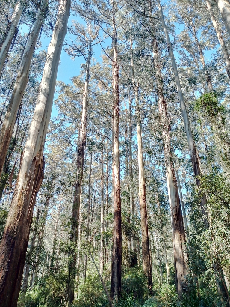 Australian Mountain Ash from Kallista VIC 3791, Australia on August 8 ...