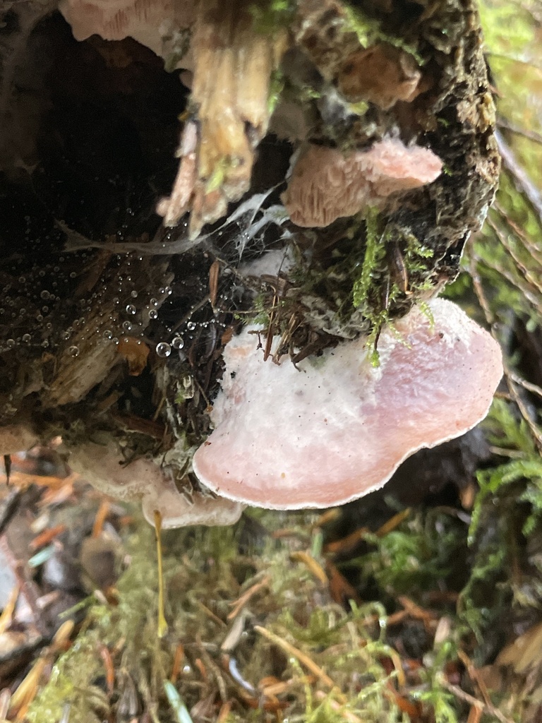 Pink Sherbet Polypore from I-90 W, North Bend, WA, US on October 26 ...