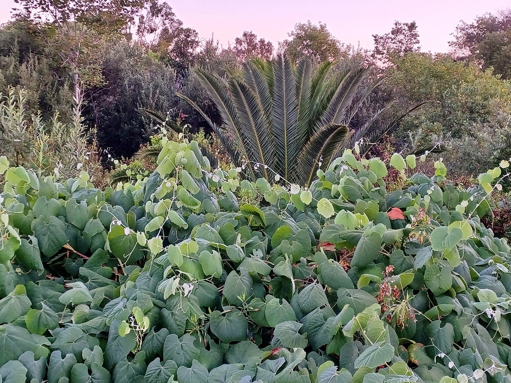 desert wild grape from Turtle Rock, Irvine, CA, USA on August 7, 2023 ...