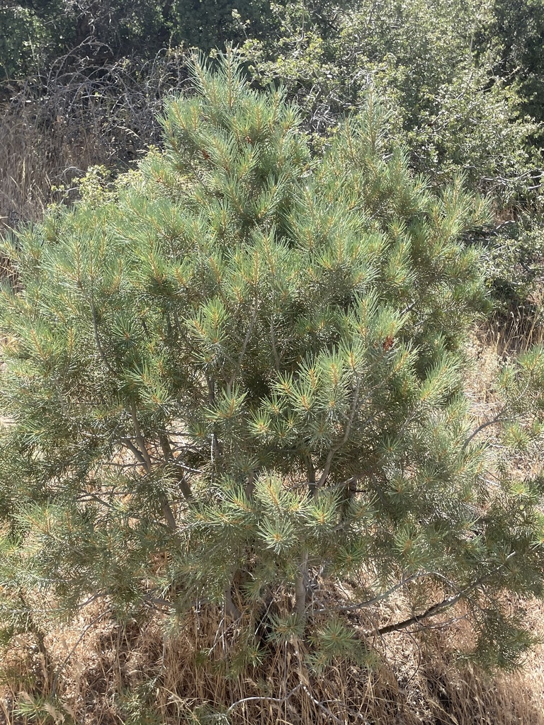singleleaf pinyon from Lake Hughes, CA, US on August 6, 2023 at 01:04 ...