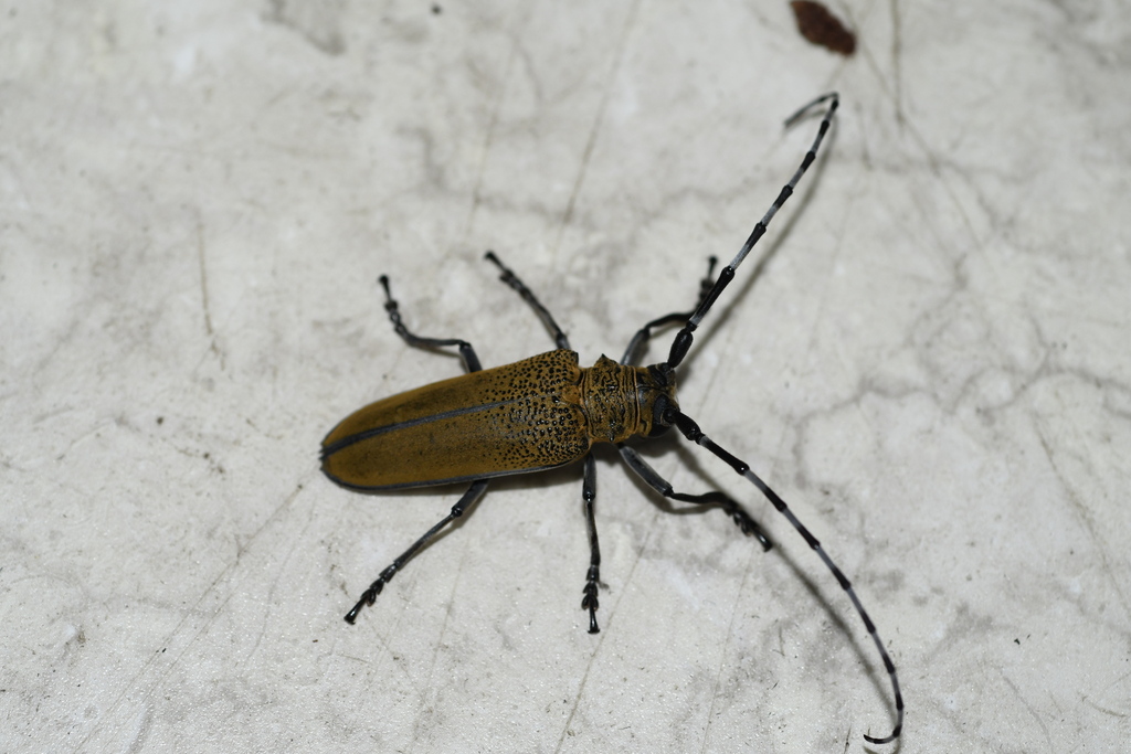 Mulberry Longhorn Beetle from Anheung-myeon, Hoengseong-gun, Gangwon-do ...