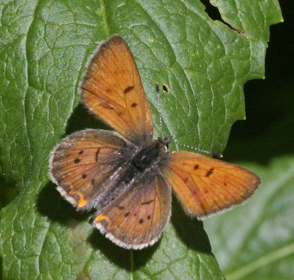 Purplish Copper (Butterflies of Rosewood Nature Study Area) · iNaturalist