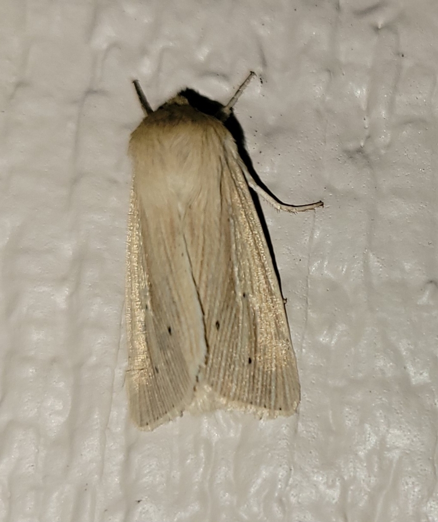 Lesser Wainscot from Port Angeles, WA 98363, USA on August 7, 2023 at ...