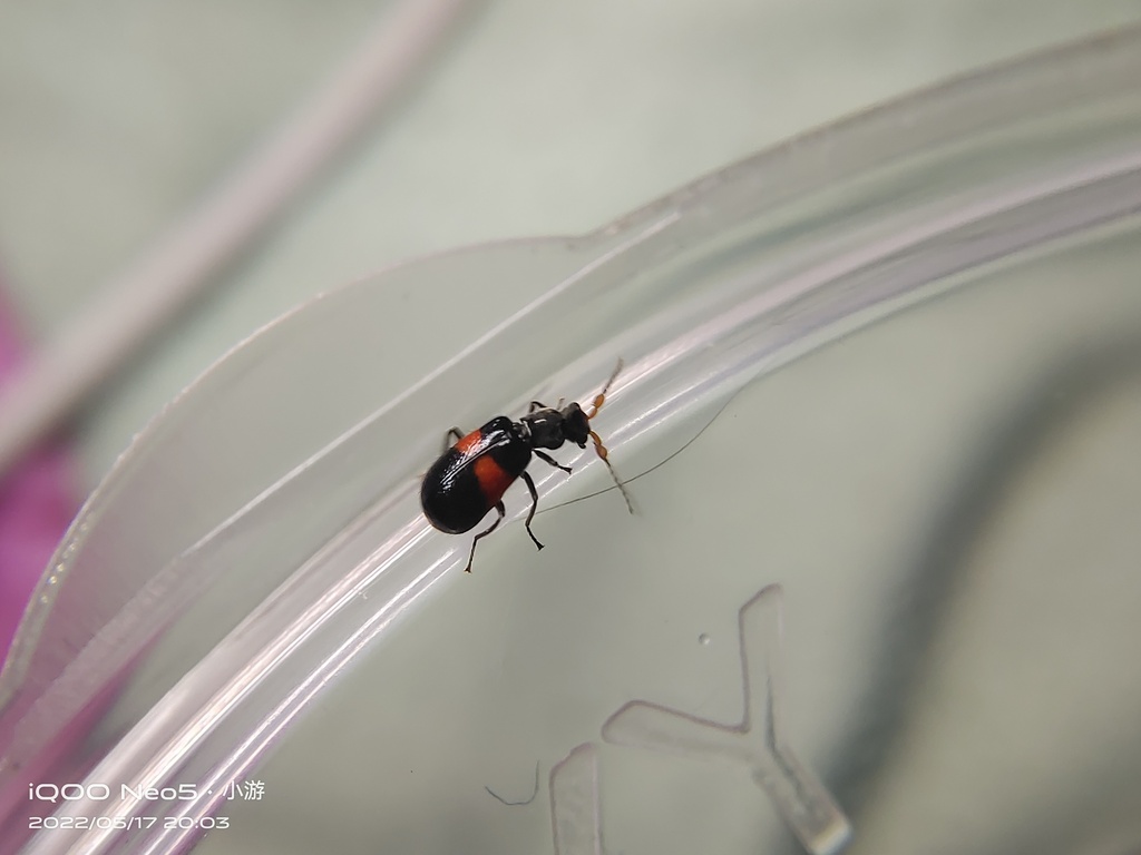 Intybia from 中国河南省信阳市固始县 on May 17, 2022 at 08:03 PM by 游 · iNaturalist