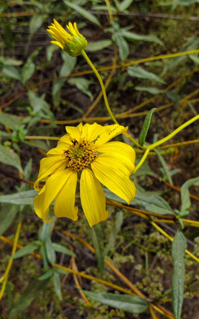 slender sunflower from San Diego County, CA, USA on July 31, 2023 at 12 ...