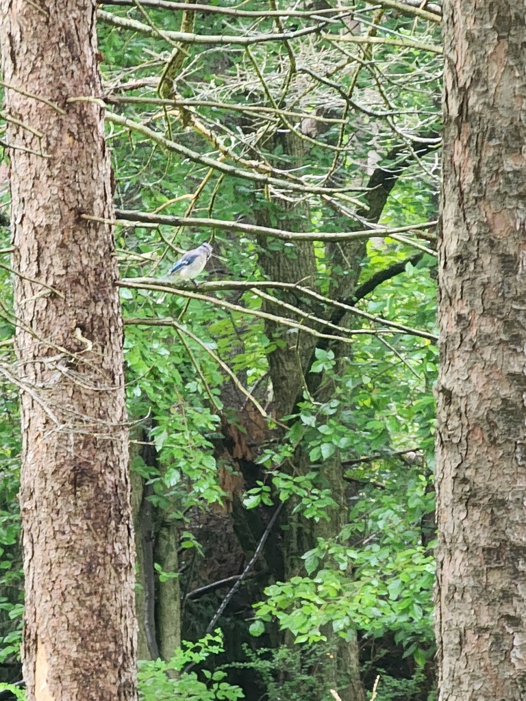 Blue Jay from Laughlintown, PA 15655, USA on August 7, 2023 at 09:03 AM ...